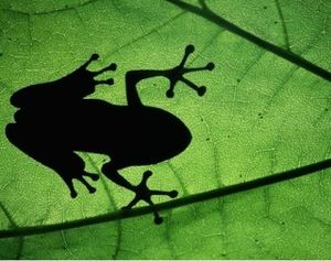Refuse to be a Frog!! | HUNTERcourse.com